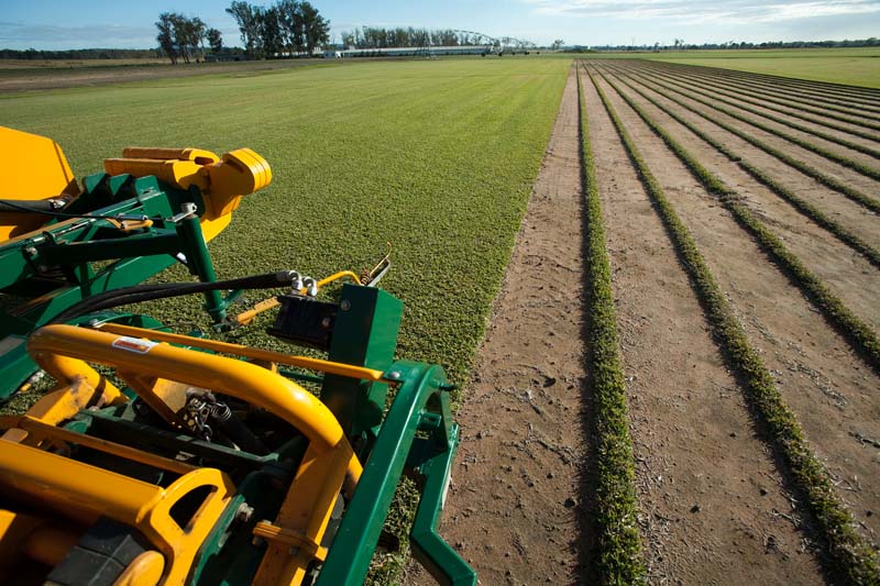 Fortress Buffalo - Turf Varieties | Tinamba Turf