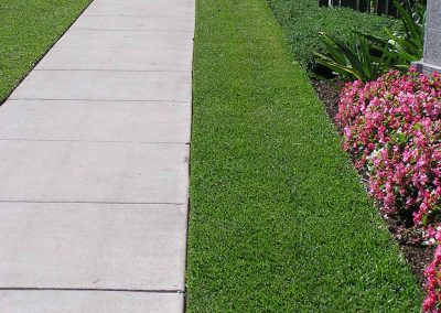 Fortress Buffalo - Turf Varieties | Tinamba Turf